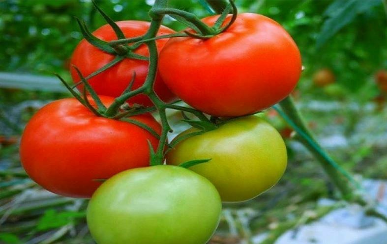 Tamatar Ki Kheti Kaise kare | टमाटर की खेती करने का सही तरीका - Online ...